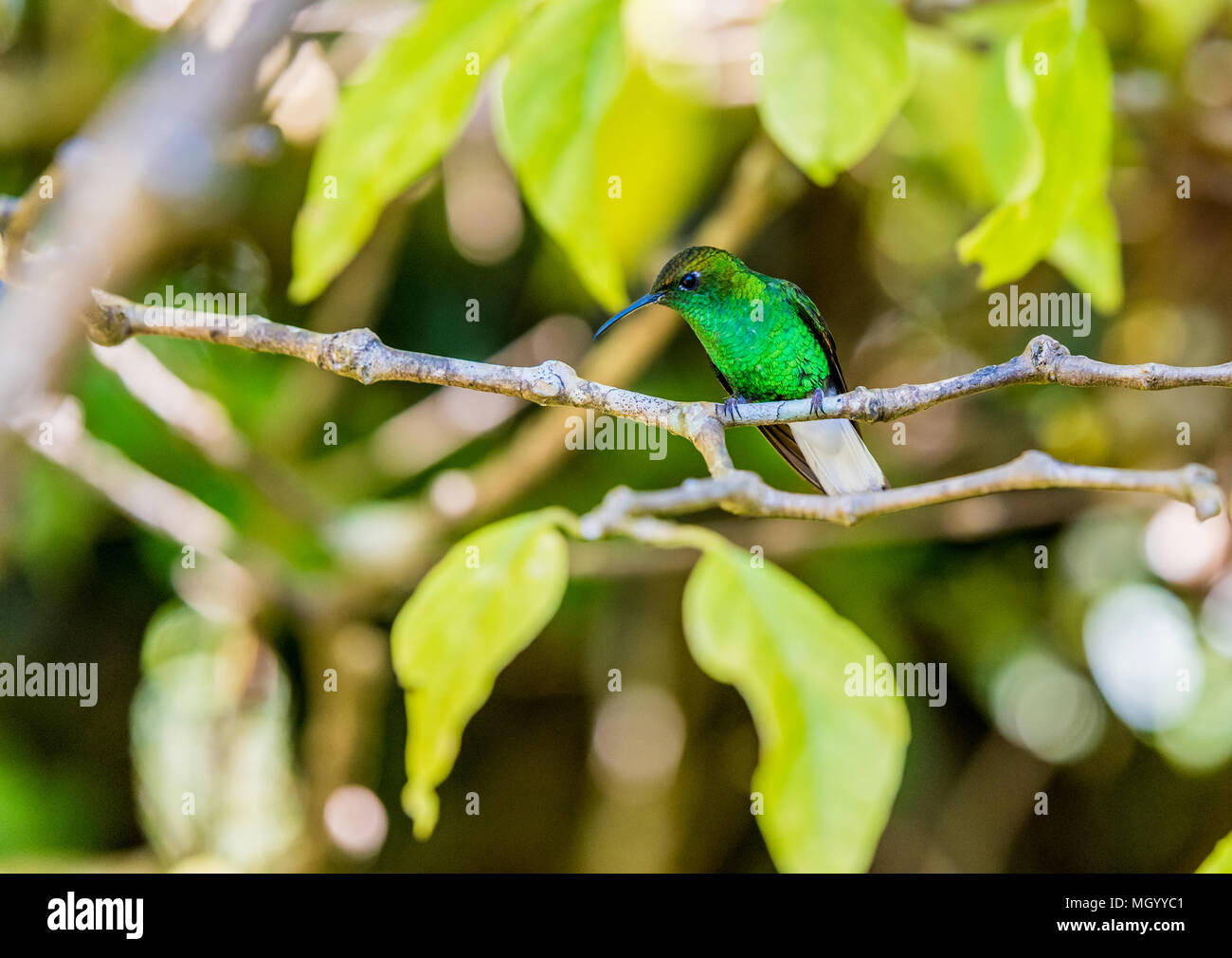 Beautiful Hummingbird with amazing colors Stock Photo - Alamy