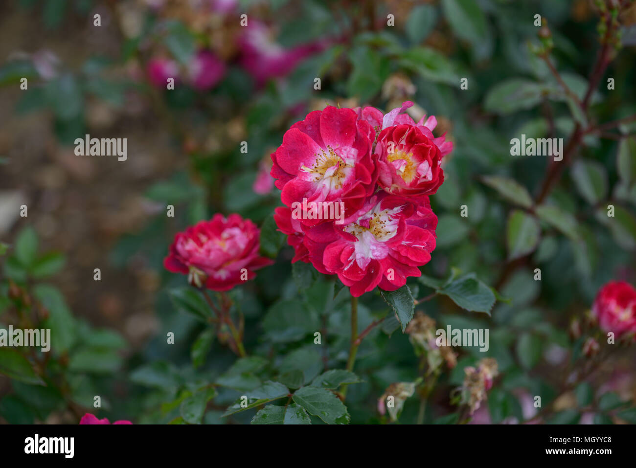 Garden greetings hi-res stock photography and images - Alamy