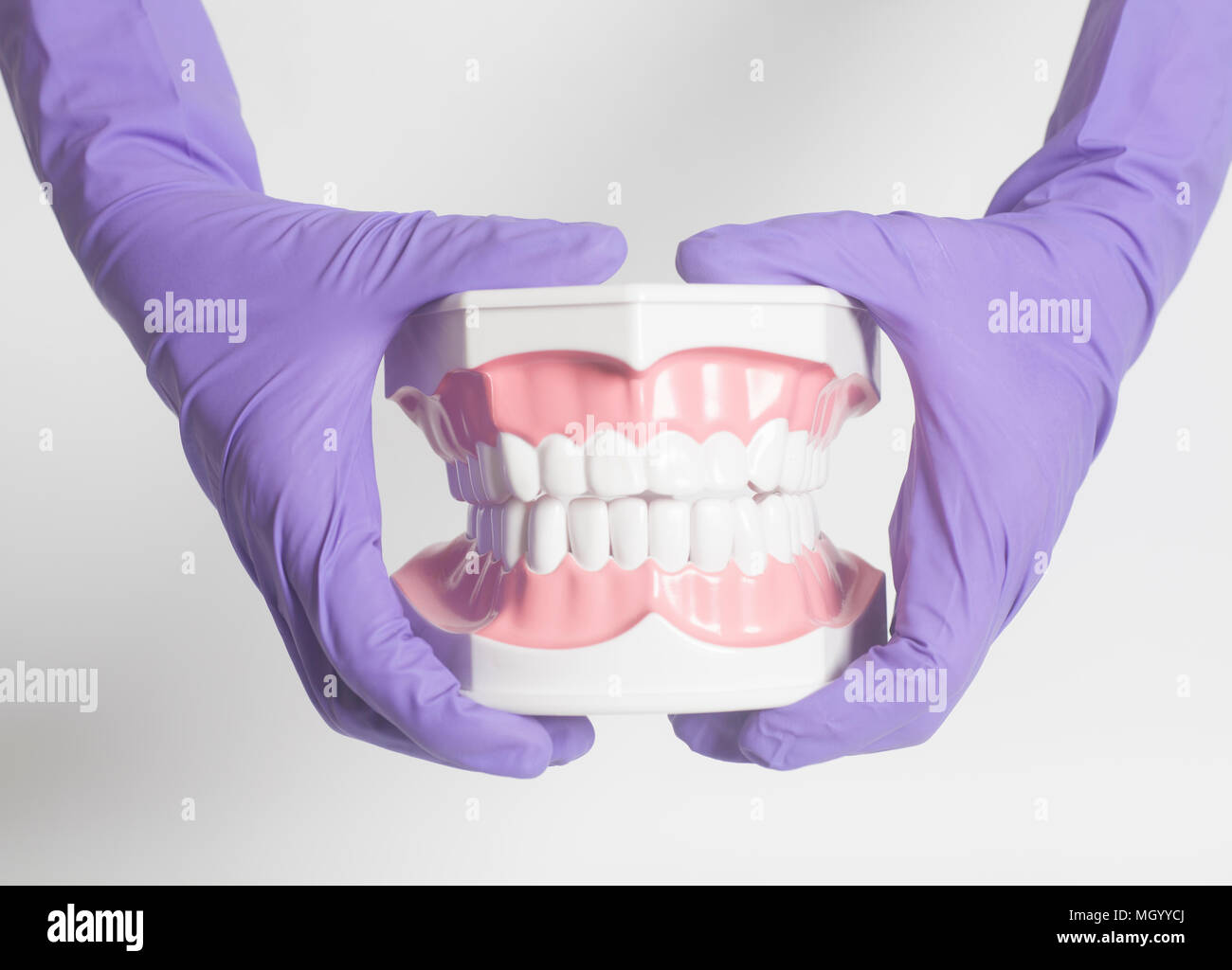 Female dentist hand in medical purple gloves holding teeth model on ...