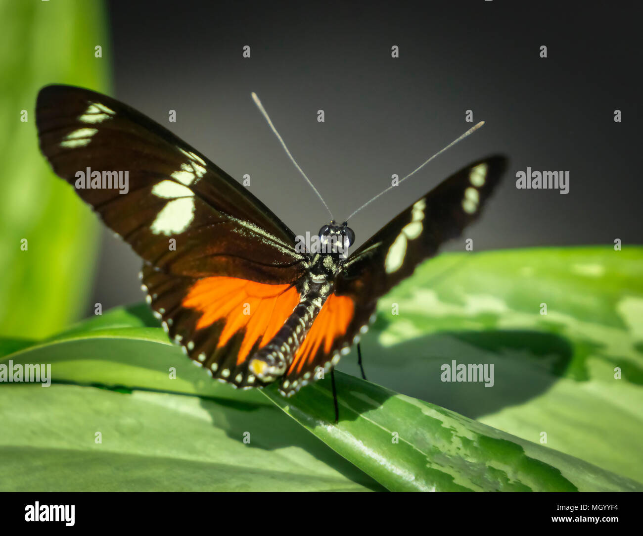 Categories of animals hi-res stock photography and images - Alamy