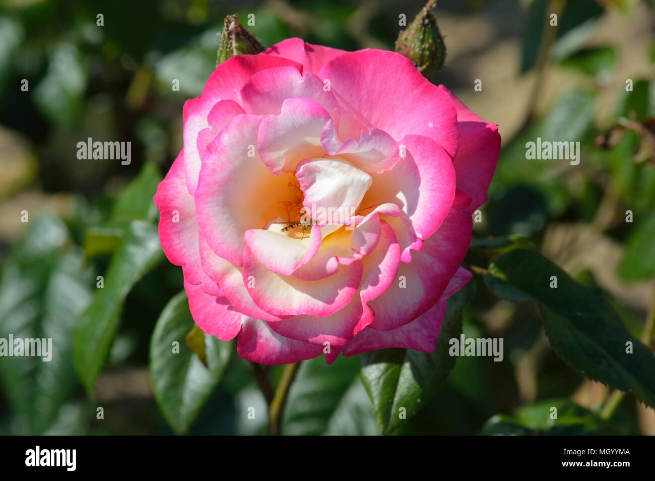 Rosa handel hi-res stock photography and images - Alamy