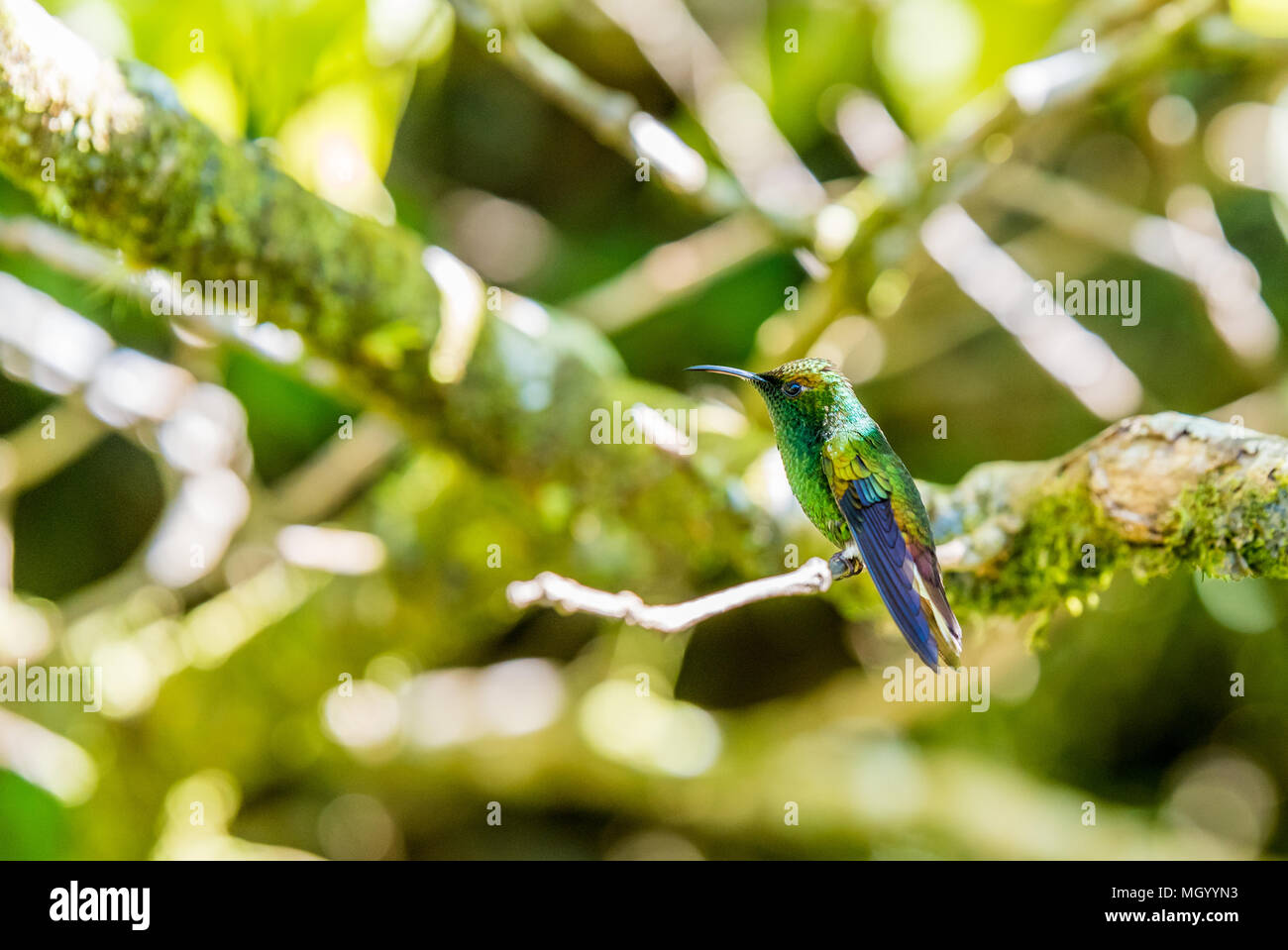 Beautiful Hummingbird with amazing colors Stock Photo - Alamy