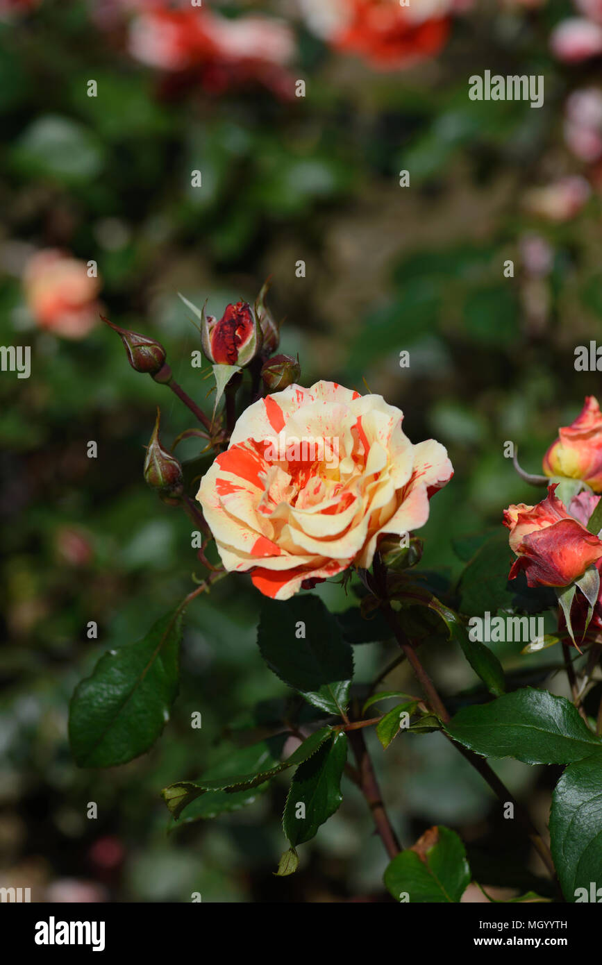 Rose Hankey Panky Stock Photo - Alamy