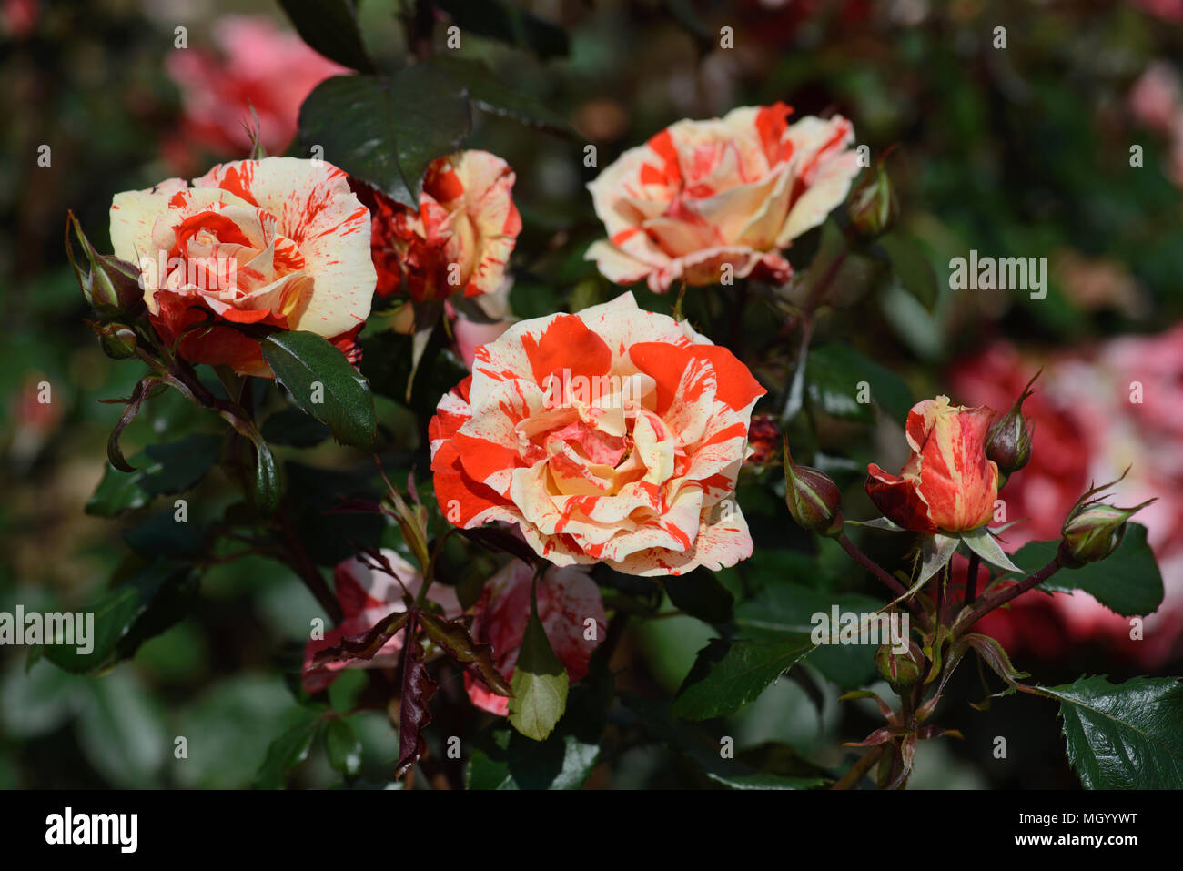 Rose Hankey Panky Stock Photo - Alamy