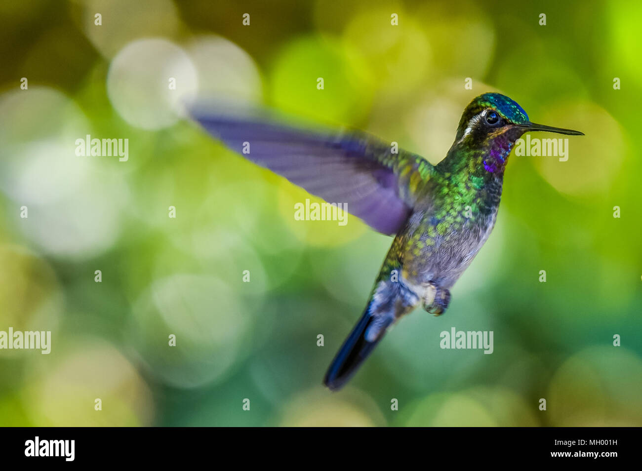 Beautiful Hummingbird with amazing colors Stock Photo - Alamy