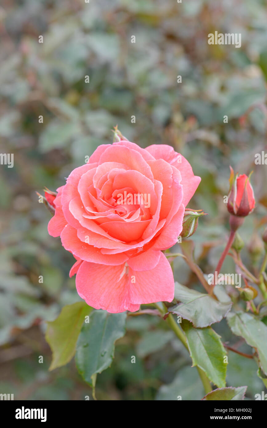 Rose for anniversary hi-res stock photography and images - Alamy