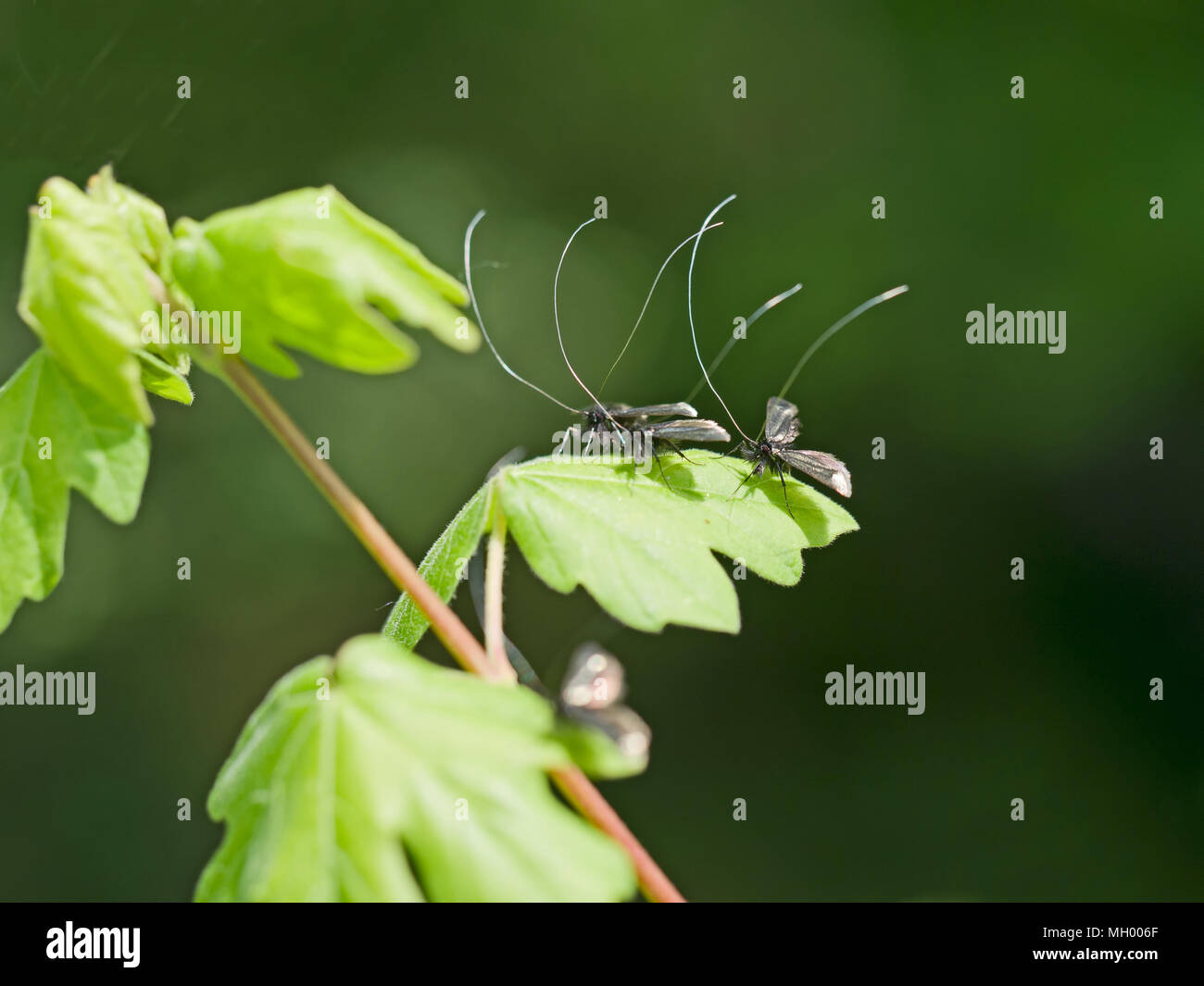 Insect with long antenna hi-res stock photography and images - Alamy