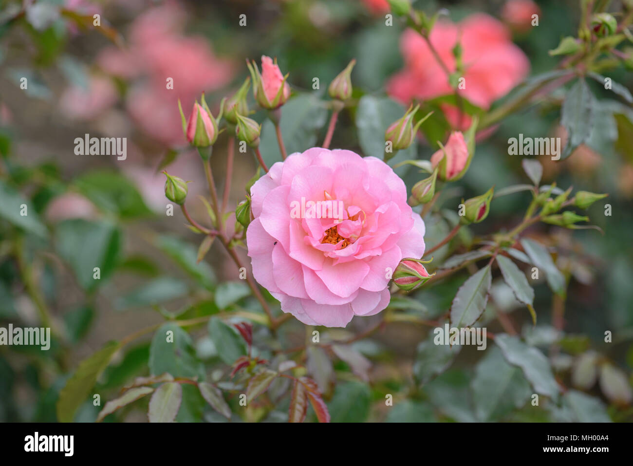 Happy retirement rose hi-res stock photography and images - Alamy