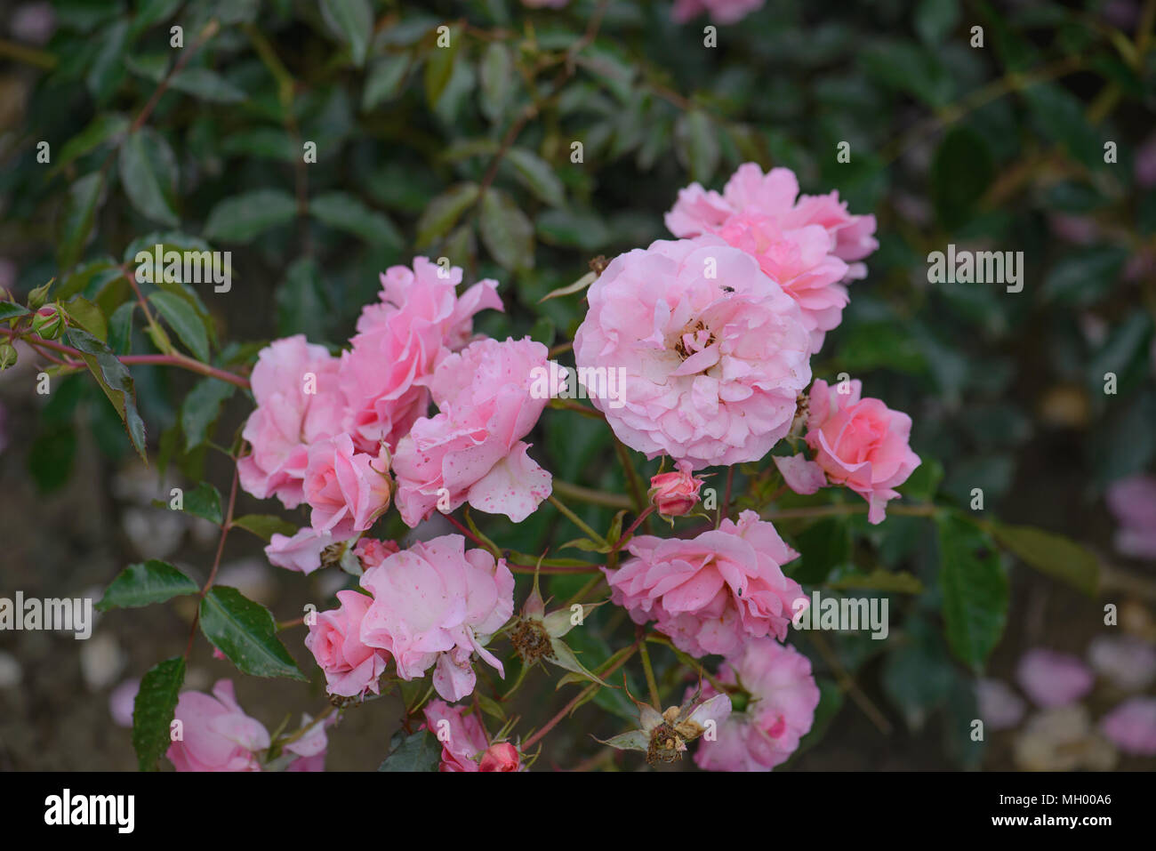 Rose Happy Retirement Stock Photo - Alamy