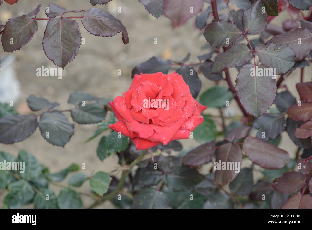 Rose Happy Retirement Stock Photo - Alamy