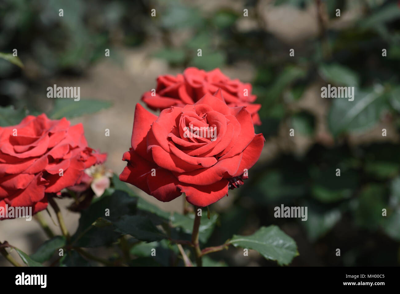 Rose Happy Retirement Stock Photo - Alamy
