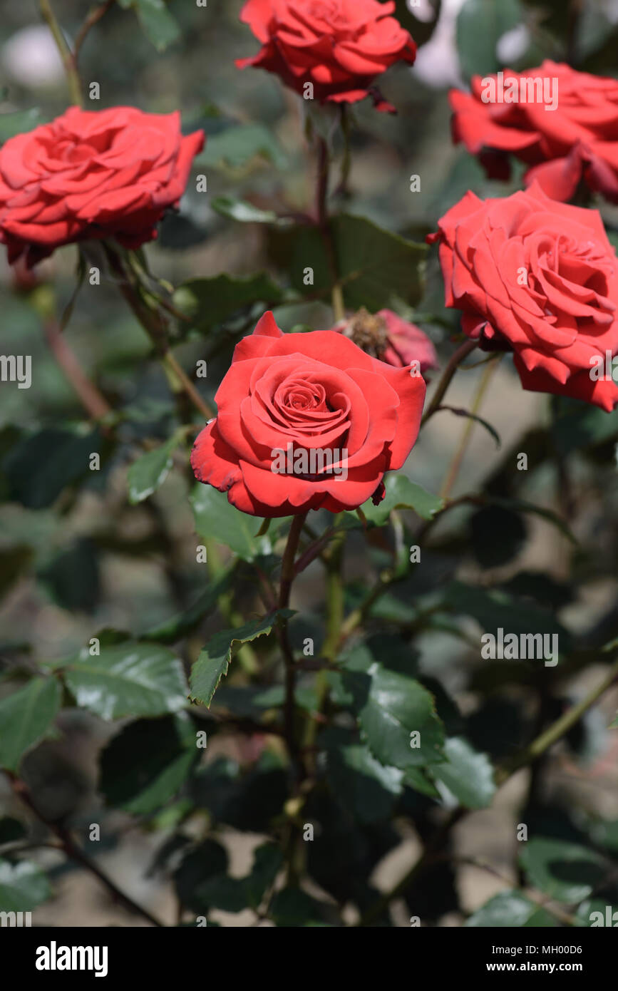 Happy retirement rose hi-res stock photography and images - Alamy