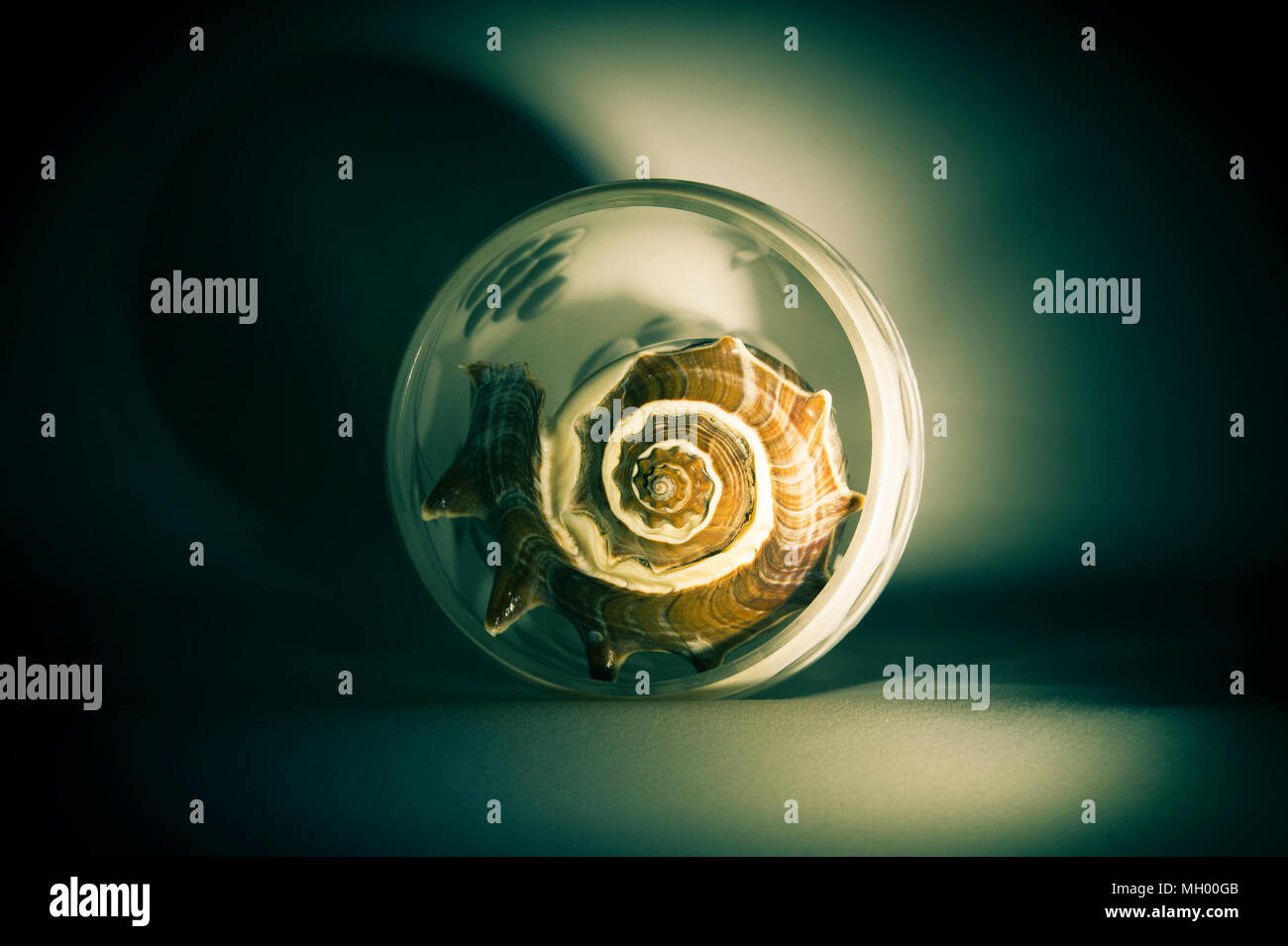 Seashell in a round-shaped object Stock Photo - Alamy
