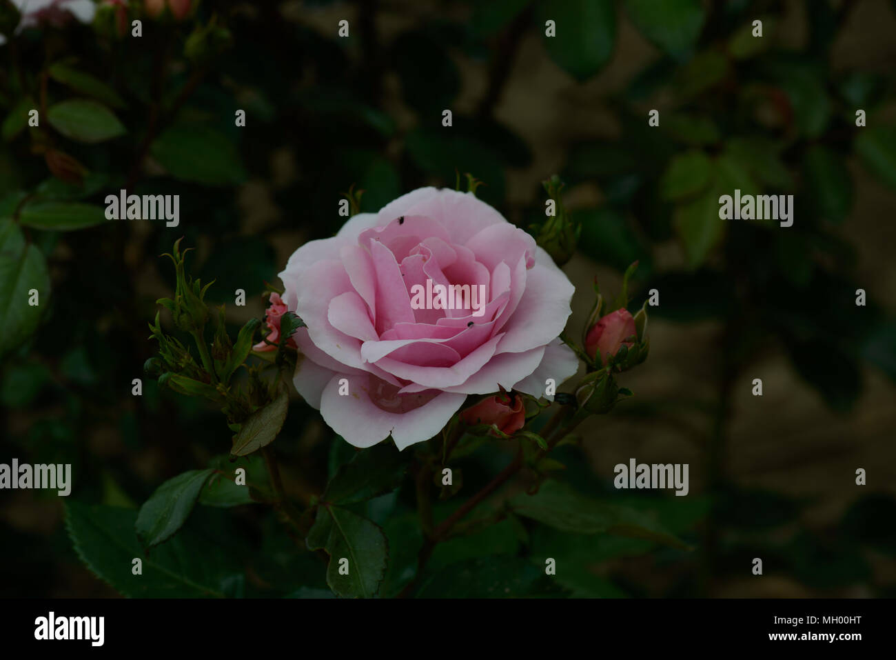 Rose Happy Retirement Stock Photo - Alamy