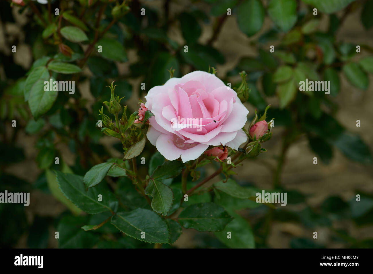 Rose Happy Retirement Stock Photo - Alamy