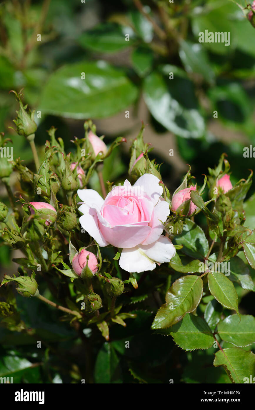 Rose Happy Retirement Stock Photo - Alamy