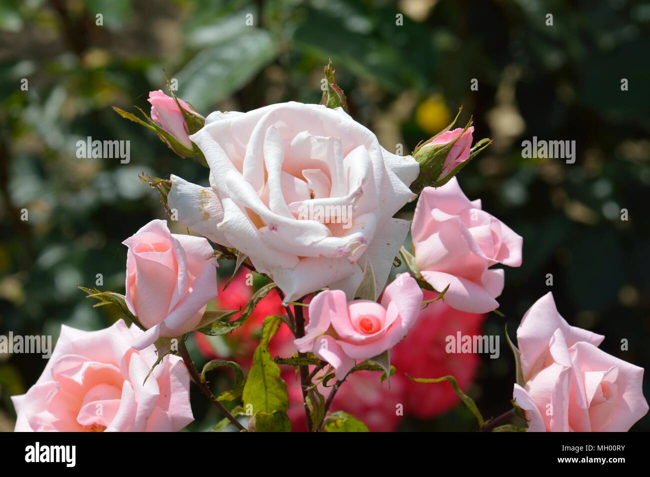 Rose Happy Retirement Stock Photo - Alamy
