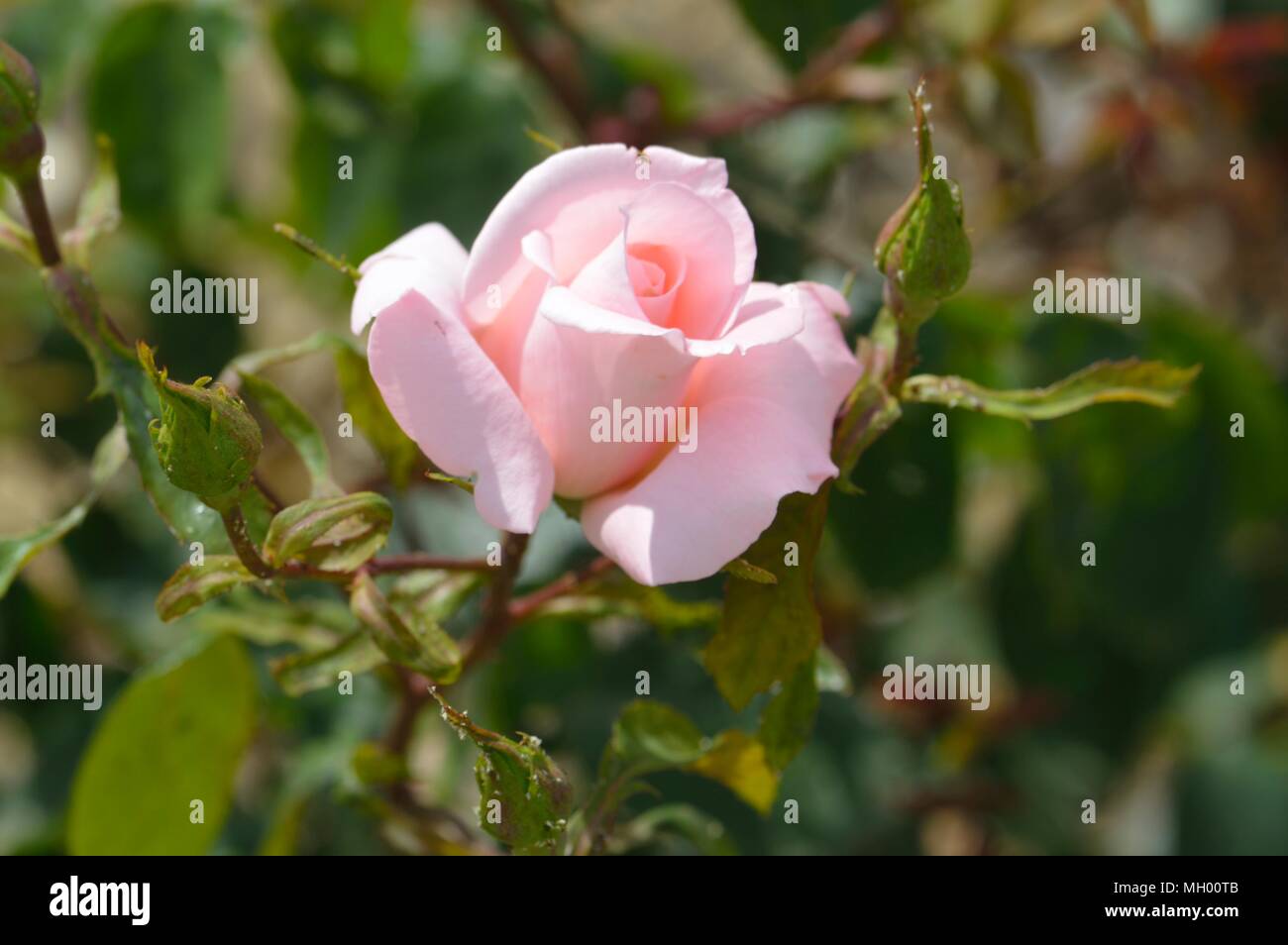 Rose Happy Retirement Stock Photo - Alamy