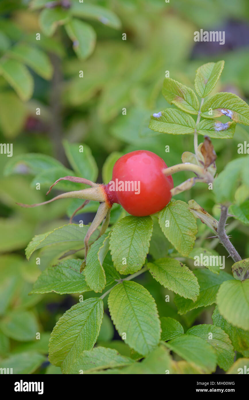 Rose Happy Retirement Stock Photo - Alamy