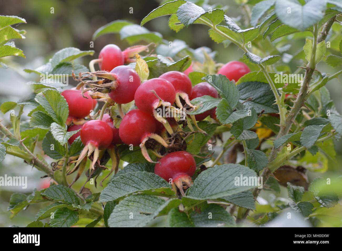 Rose Happy Retirement Stock Photo - Alamy