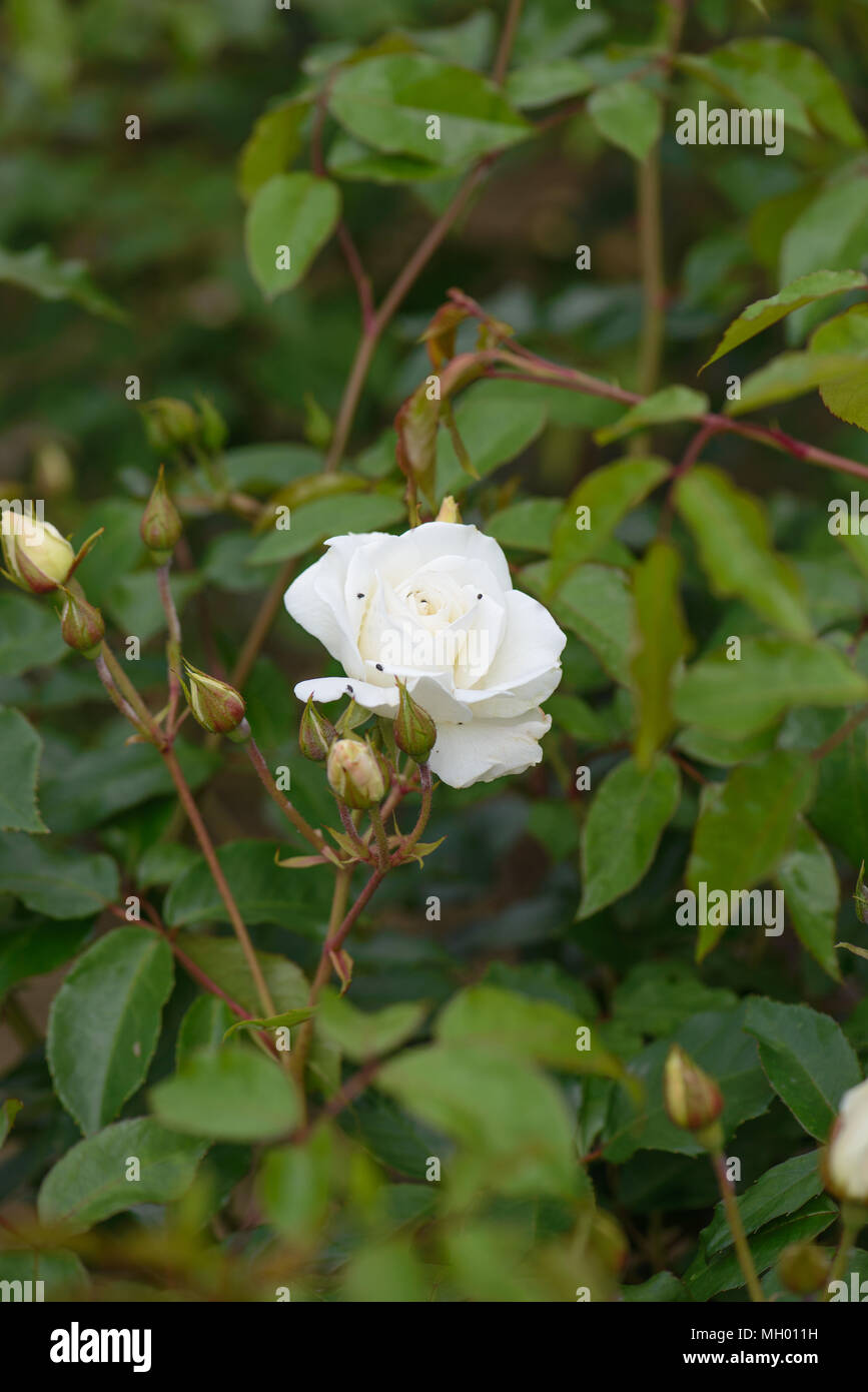 Rosa iceberg close up hi-res stock photography and images - Alamy