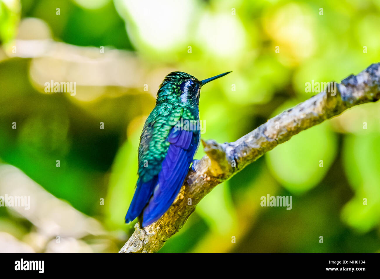 Beautiful Hummingbird with amazing colors Stock Photo - Alamy