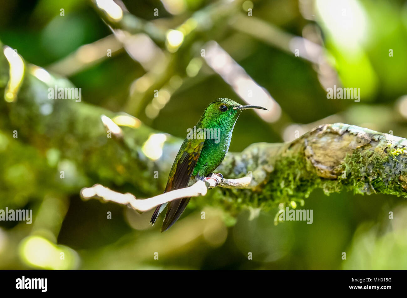 White hummingbird hi-res stock photography and images - Alamy