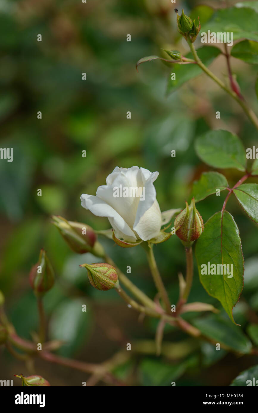 Rosa iceberg plant hi-res stock photography and images - Alamy