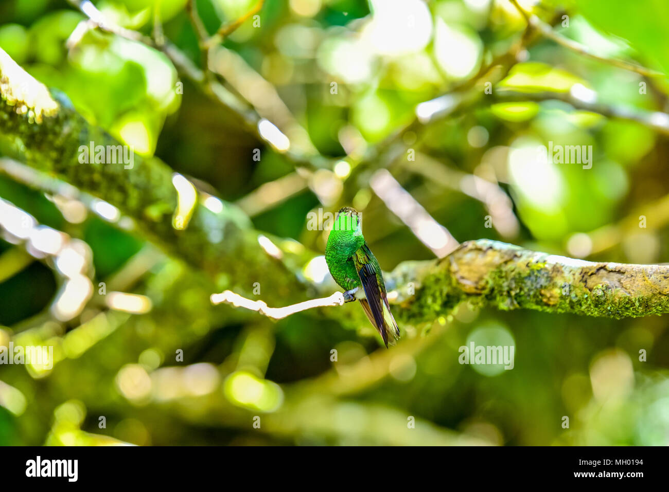 Beautiful Hummingbird with amazing colors Stock Photo - Alamy