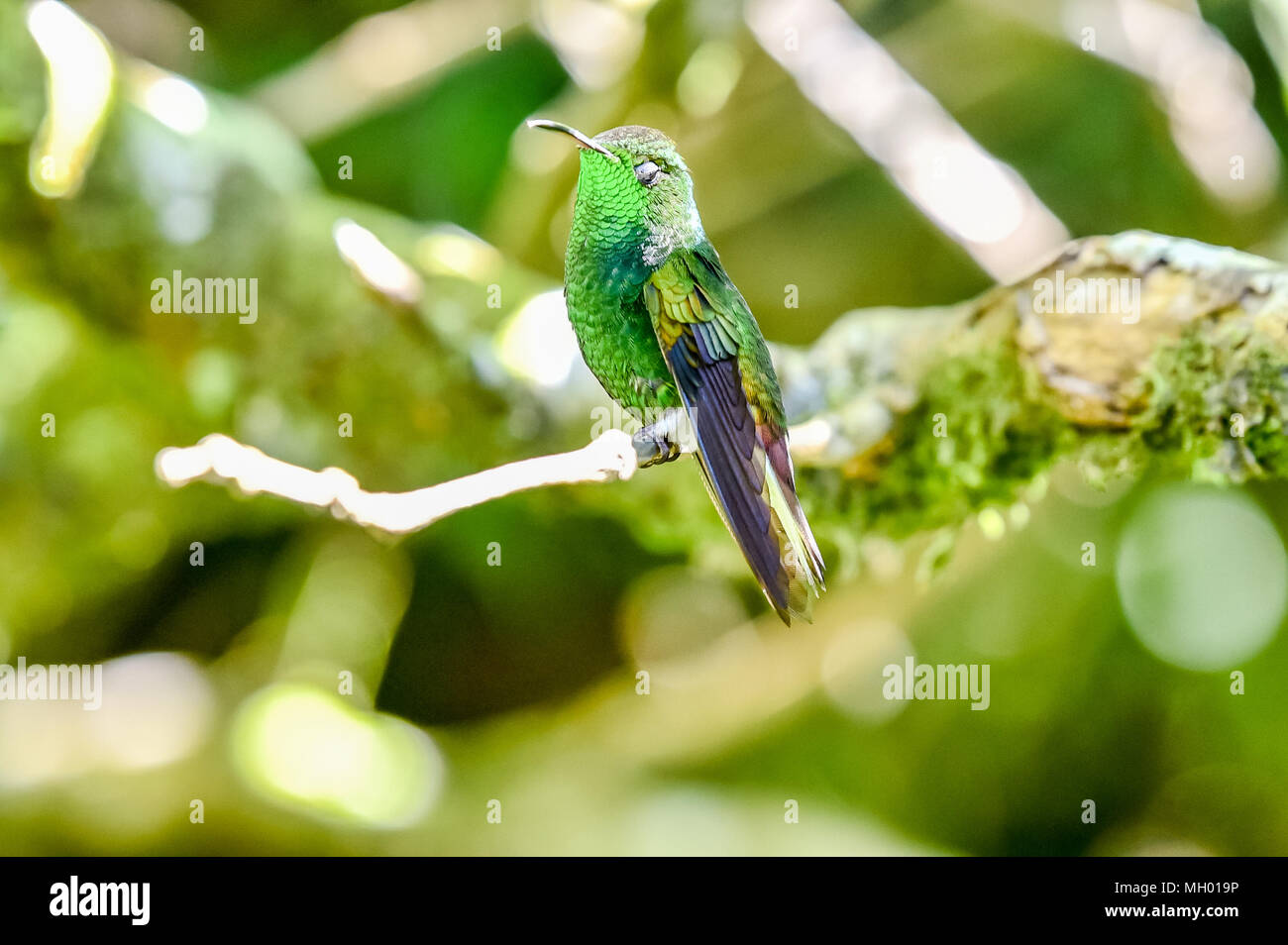 Beautiful Hummingbird with amazing colors Stock Photo - Alamy