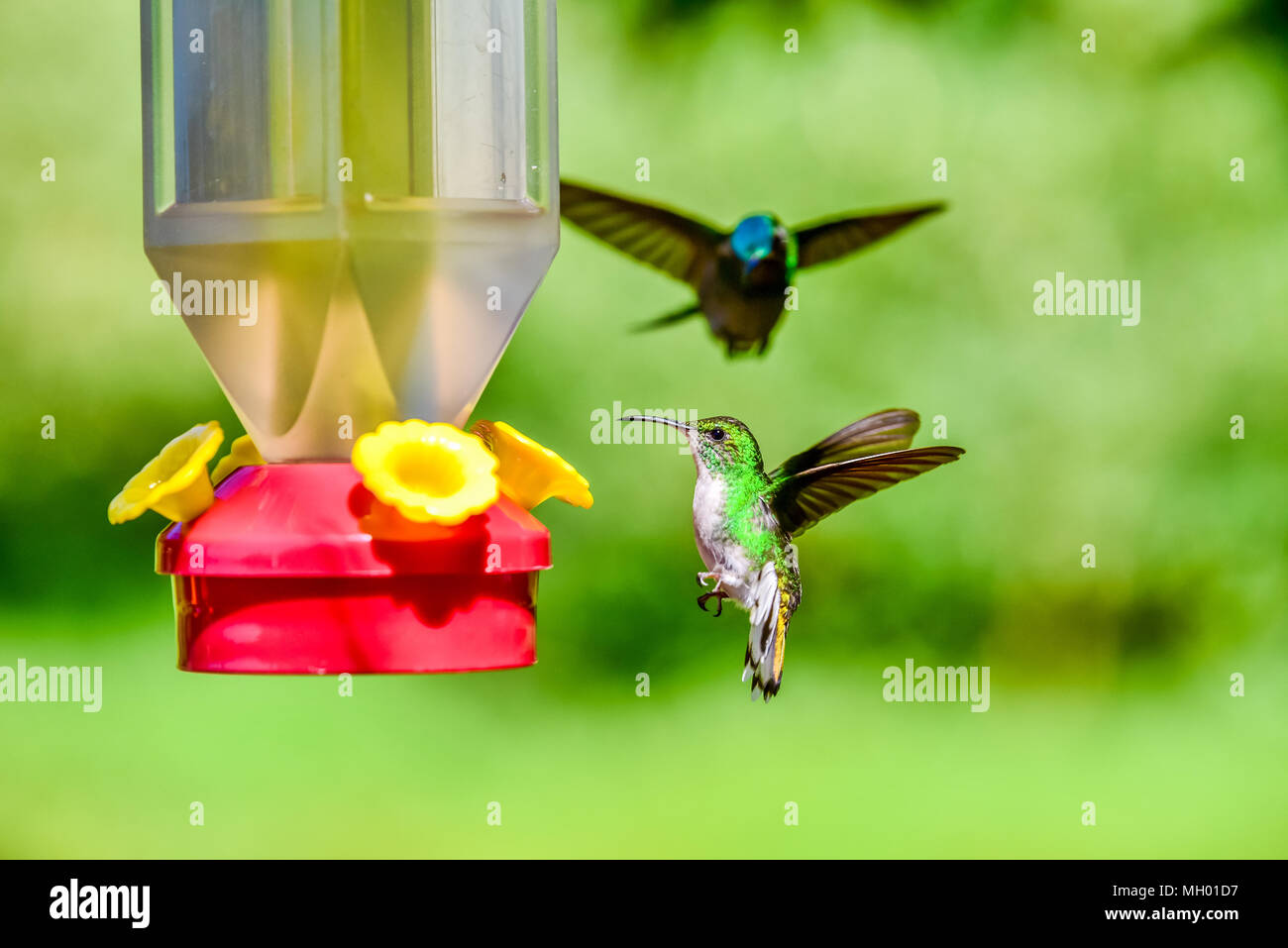 Beautiful Hummingbird with amazing colors Stock Photo - Alamy