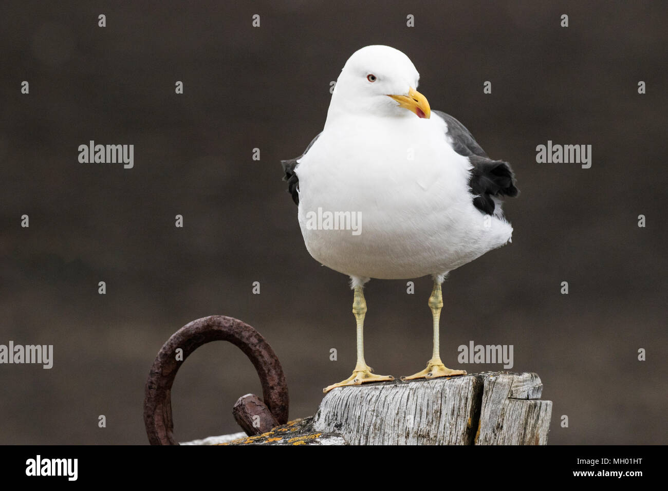 kelp gull or Dominican gull Larus dominicanus Stock Photo - Alamy