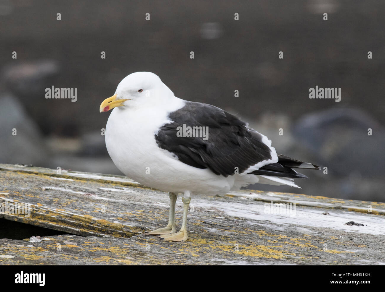 Adult kelp gulls hi-res stock photography and images - Alamy