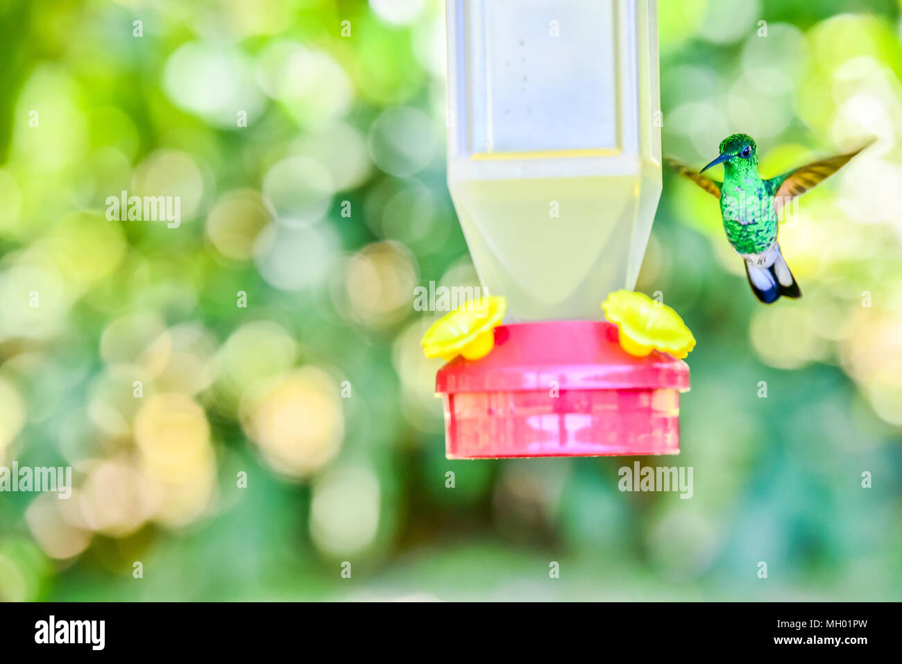 Beautiful Hummingbird with amazing colors Stock Photo - Alamy
