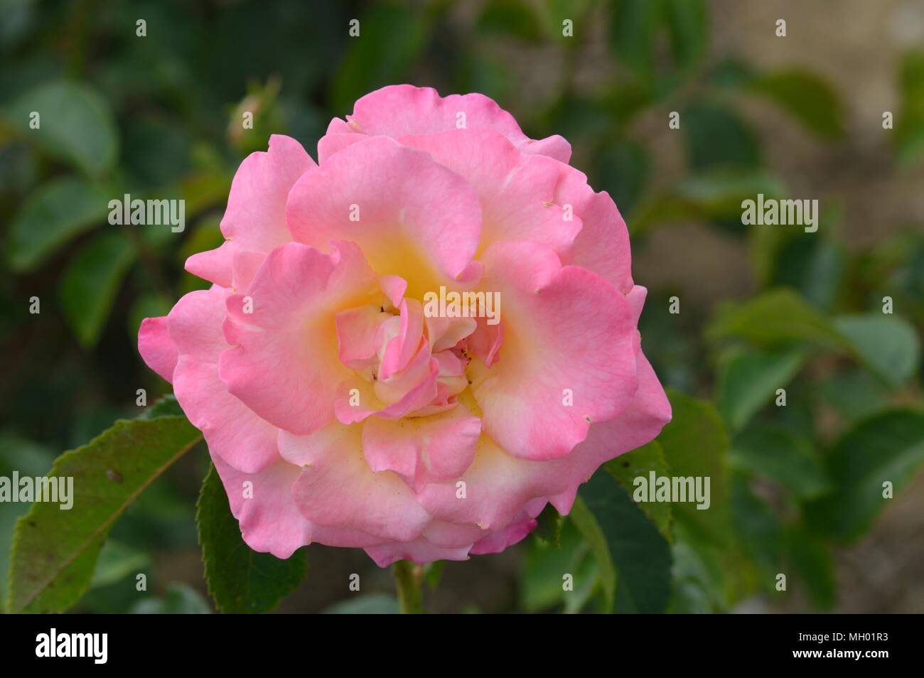Rosa iceberg rose petals hi-res stock photography and images - Alamy