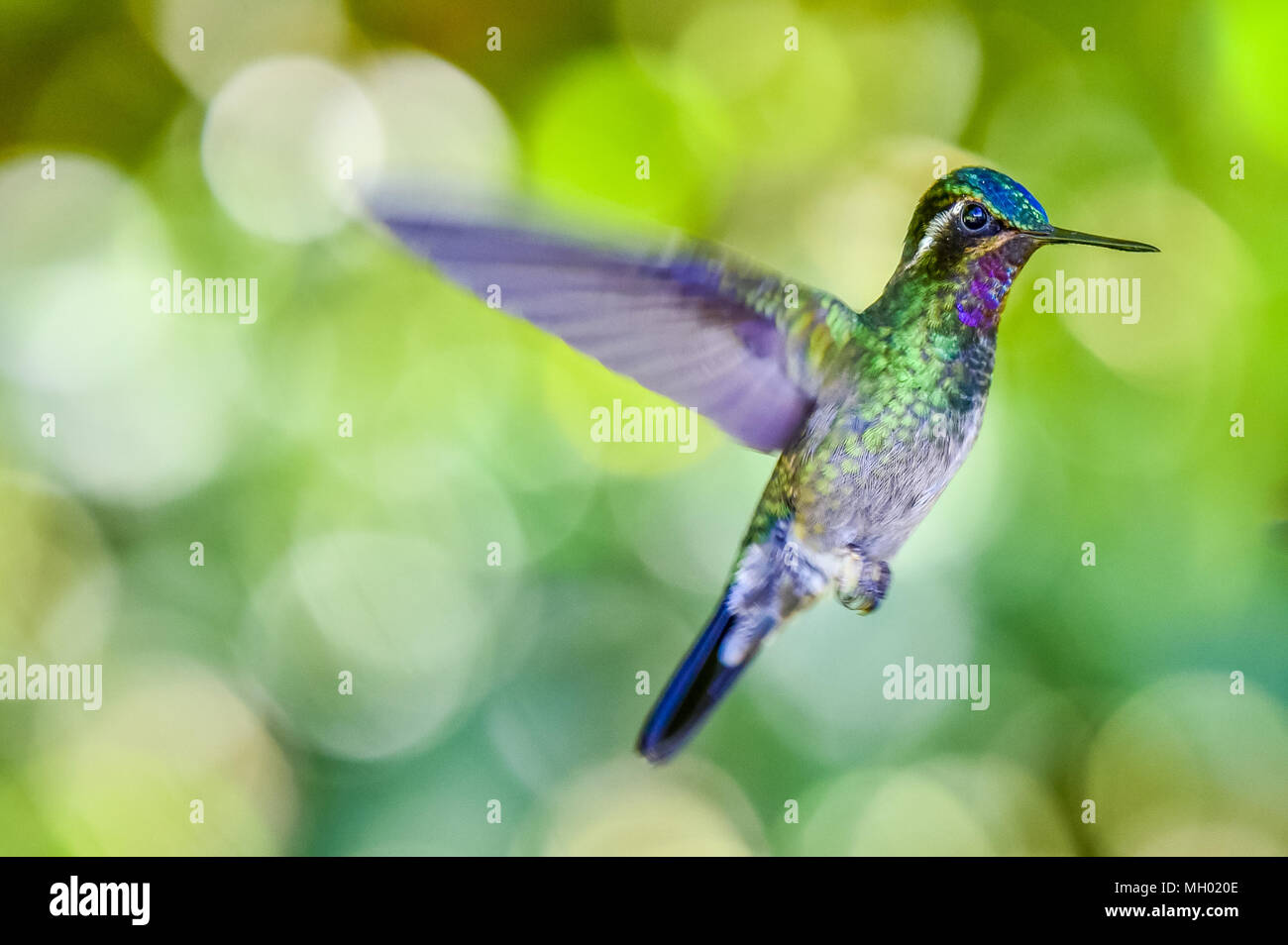 Beautiful Hummingbird with amazing colors Stock Photo - Alamy