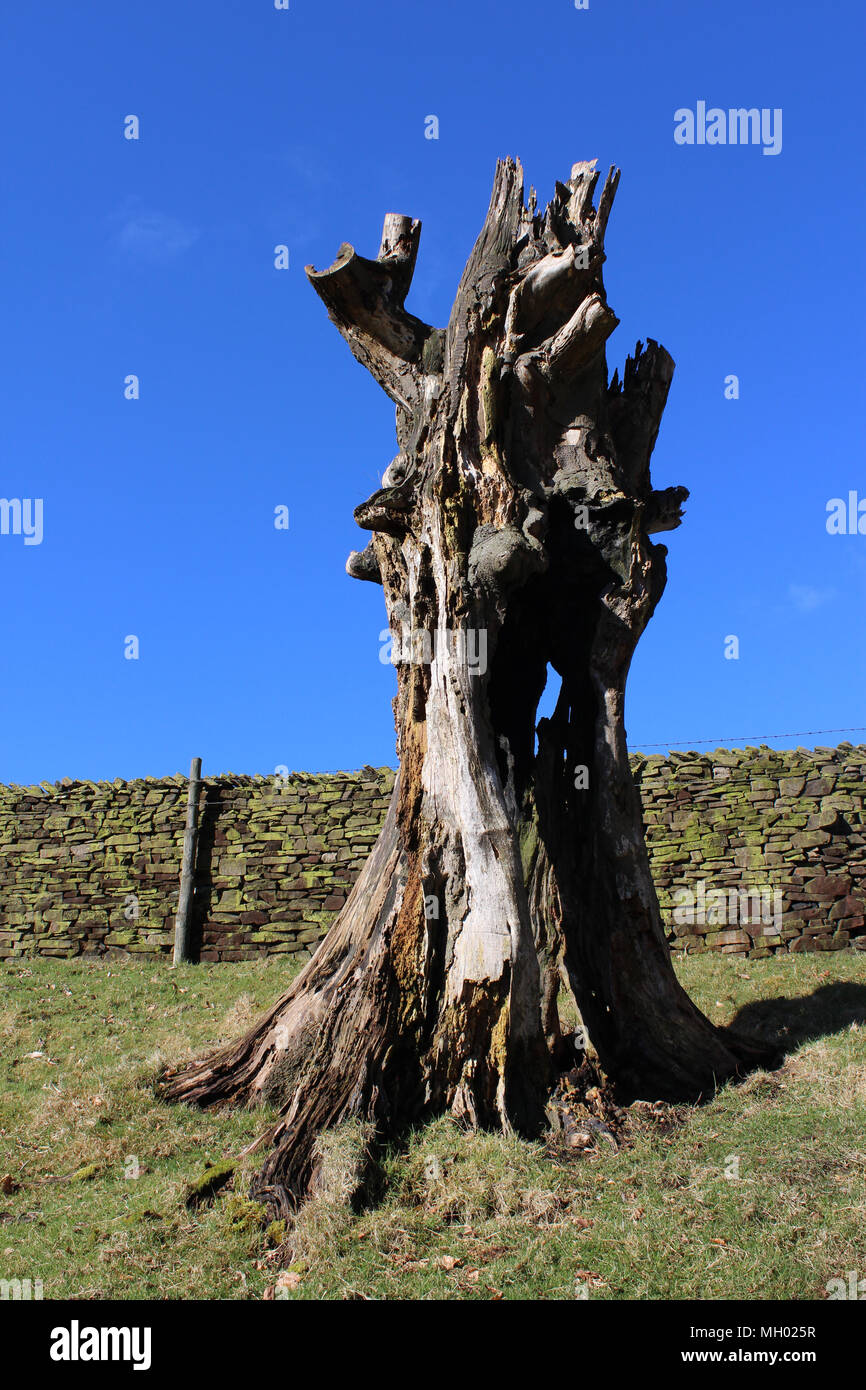 Interesting contorted dead tree stump, against a background of blue sky ...