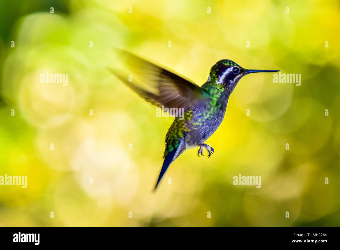 Beautiful Hummingbird with amazing colors Stock Photo - Alamy