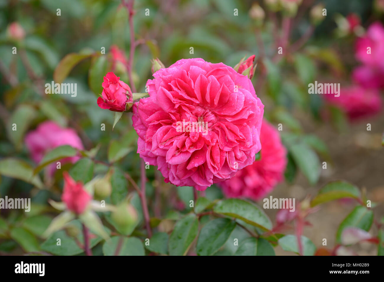 Ivors hi-res stock photography and images - Alamy
