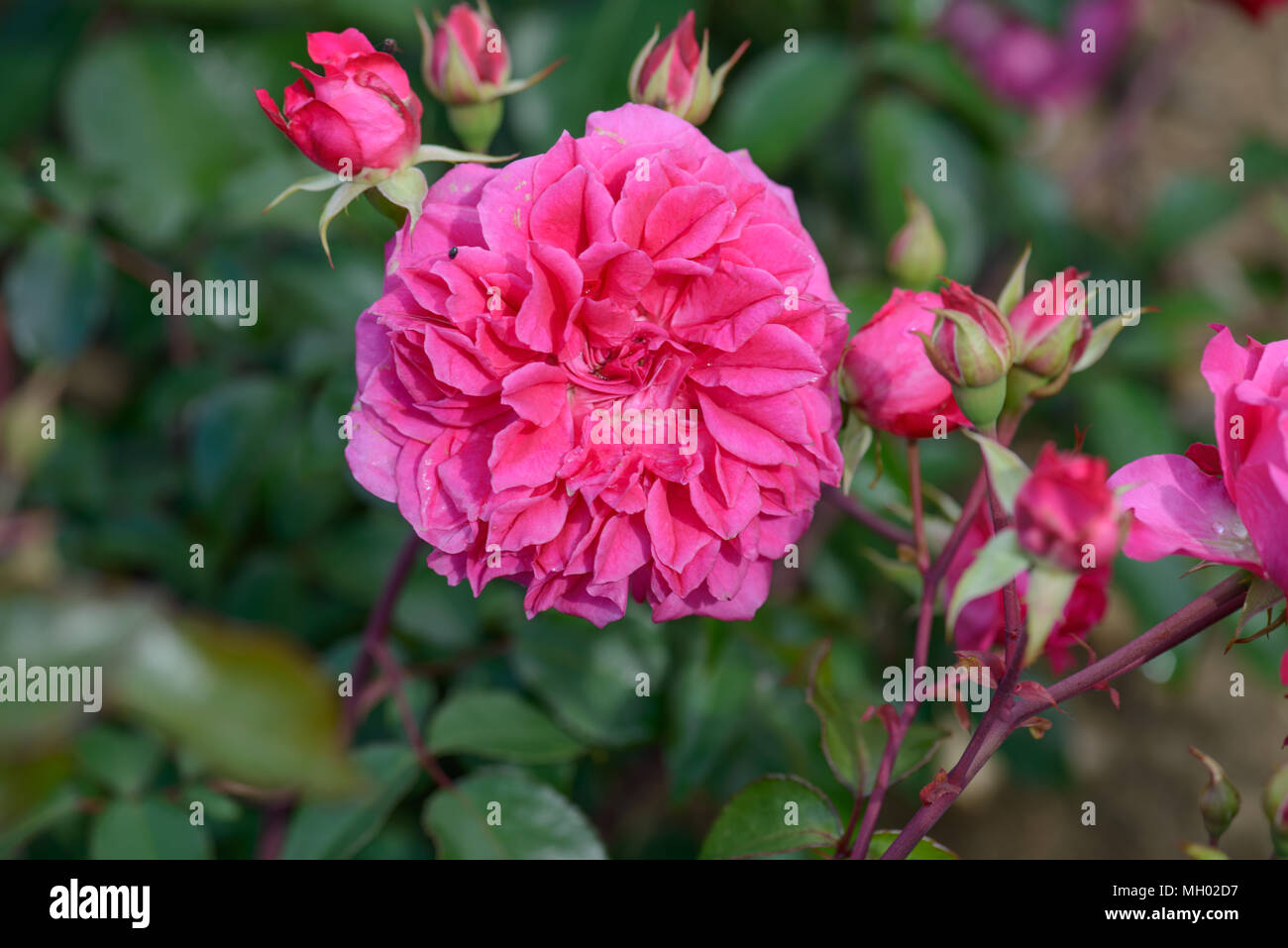 The ivors hi-res stock photography and images - Alamy