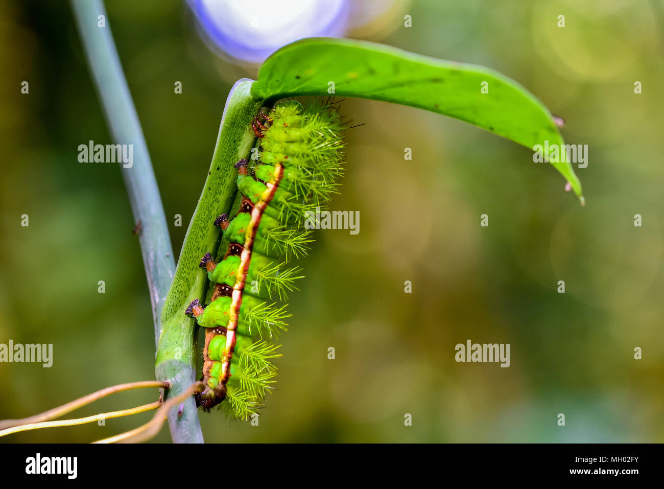 Caterpillar on leaf Stock Photo - Alamy