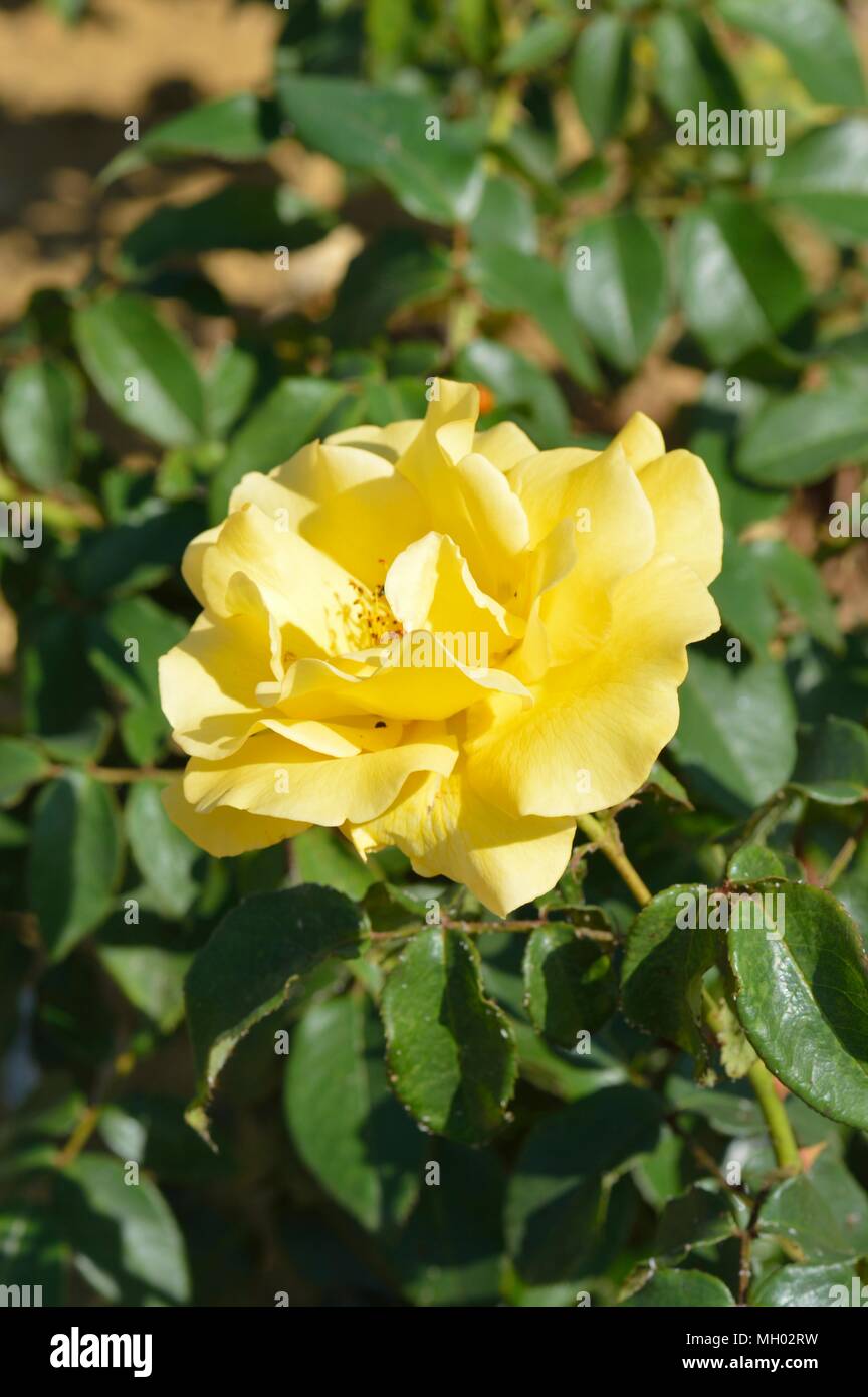 Rose Keep Smiling Stock Photo - Alamy