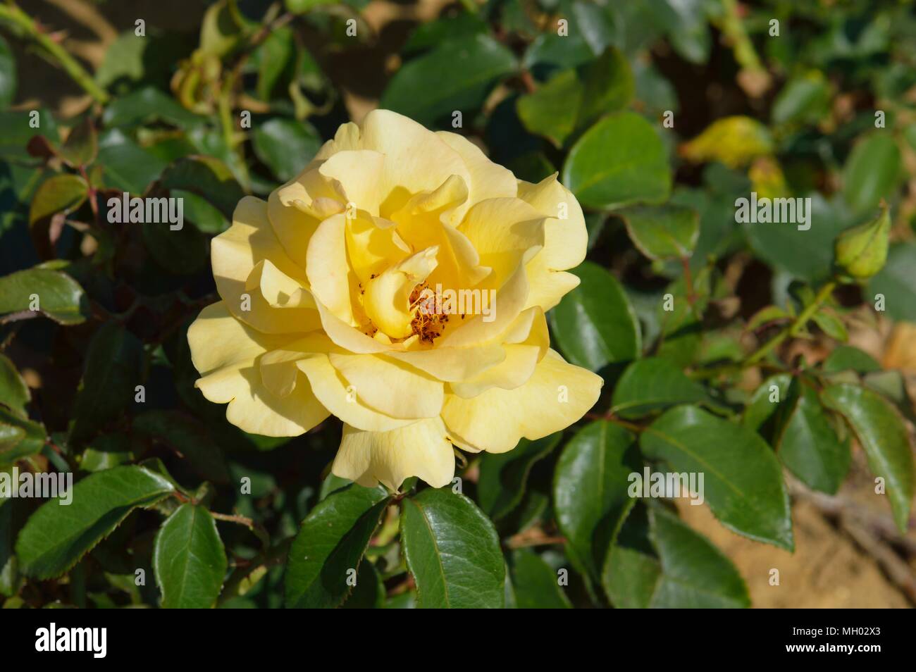 Rose Keep Smiling Stock Photo - Alamy