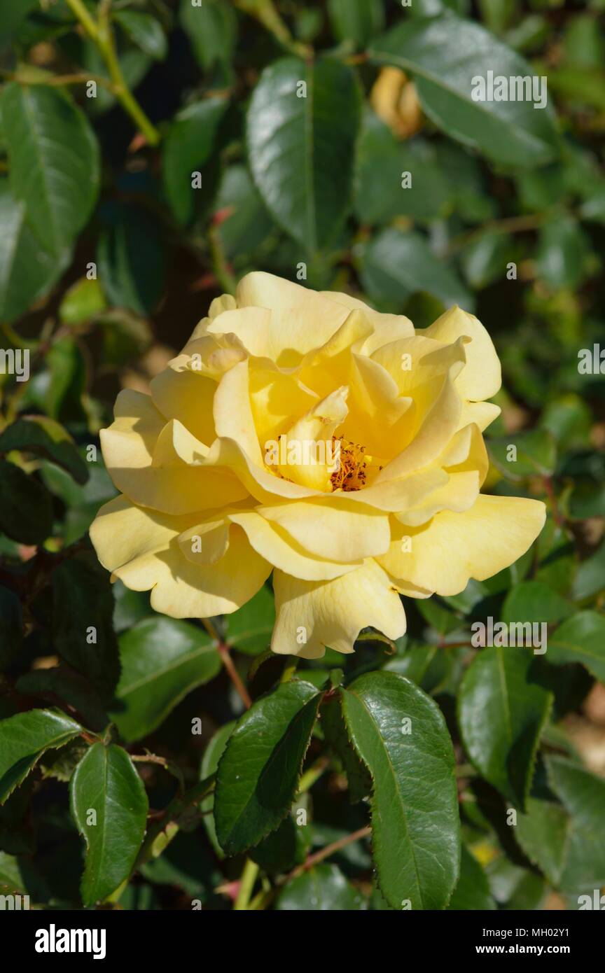 Keep smiling rose hi-res stock photography and images - Alamy