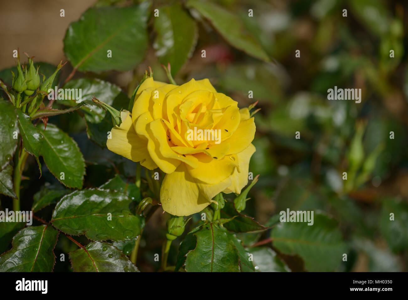 Deep colour rose hi-res stock photography and images - Alamy