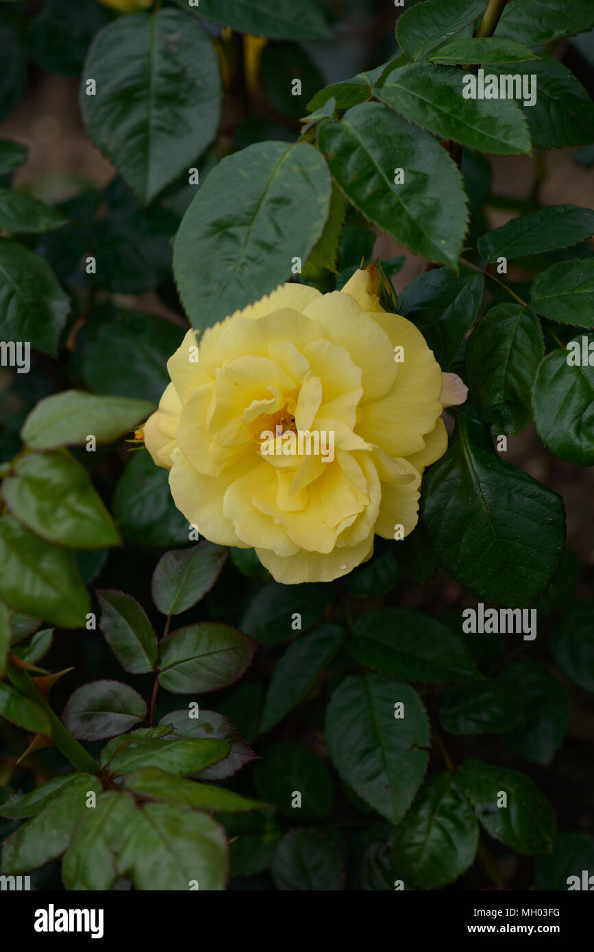 Deep colour rose hi-res stock photography and images - Alamy