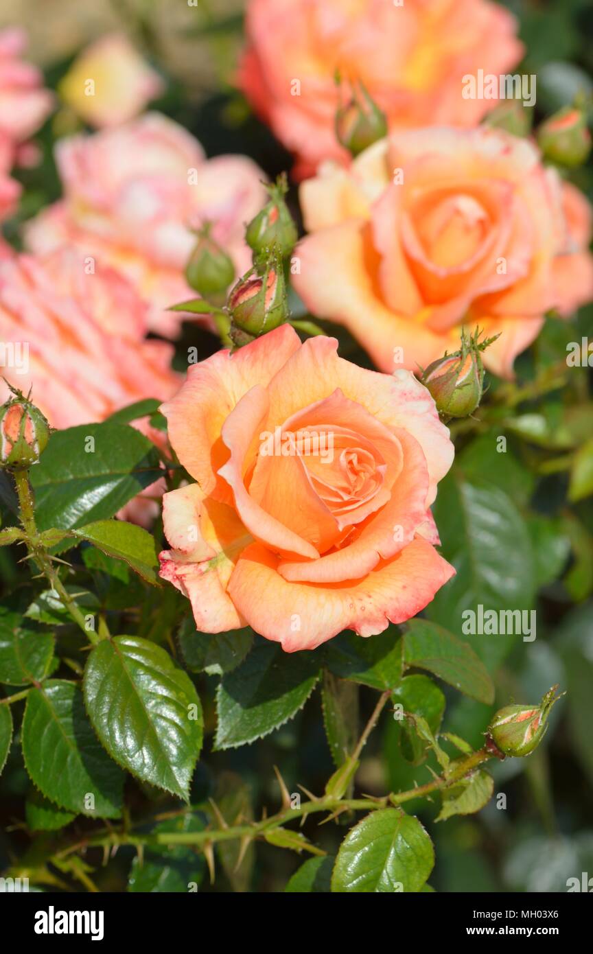 Lady marmalade rose hi-res stock photography and images - Alamy
