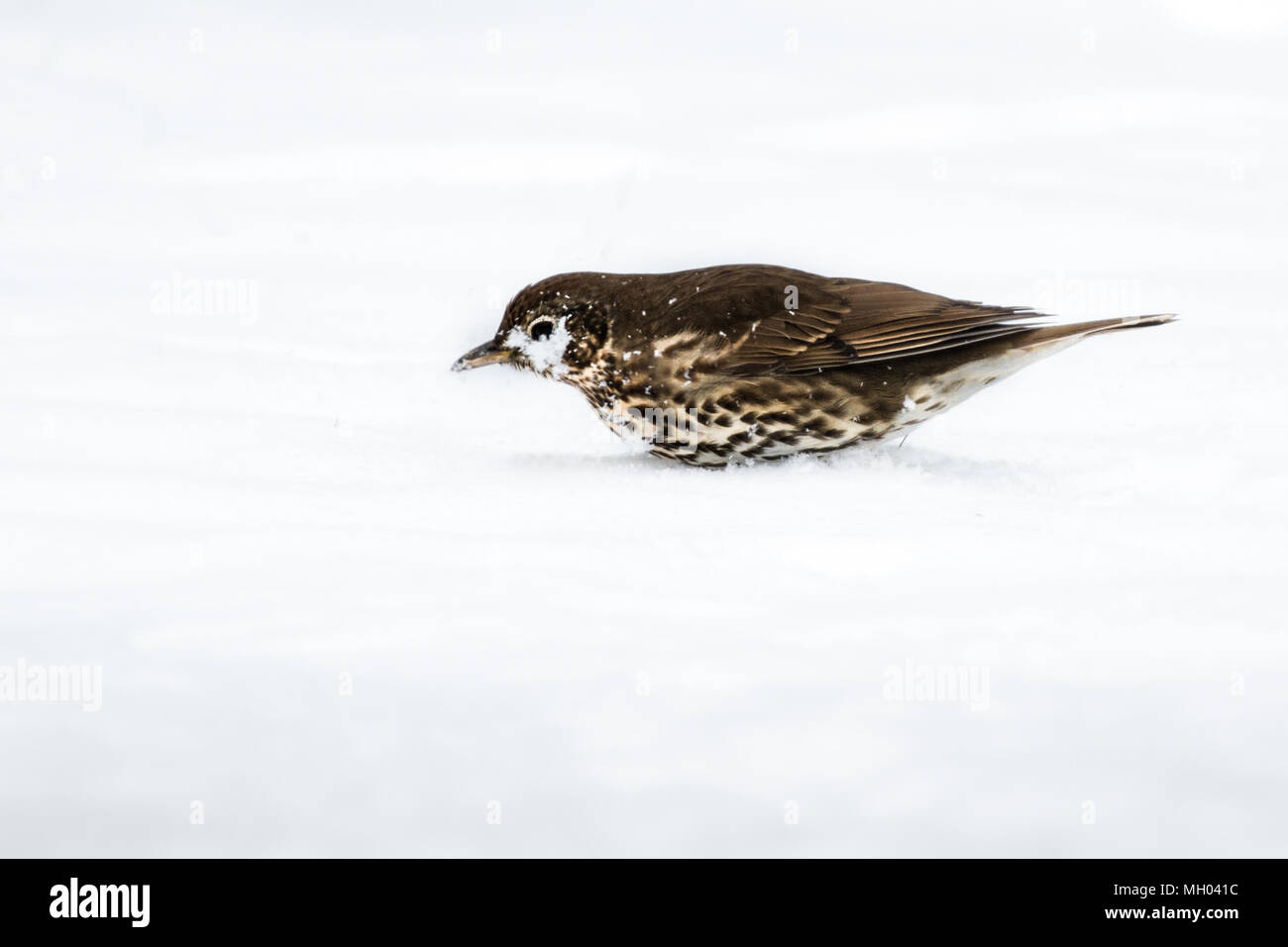 UK Wild Song Thrush feeding in the Snow Stock Photo - Alamy