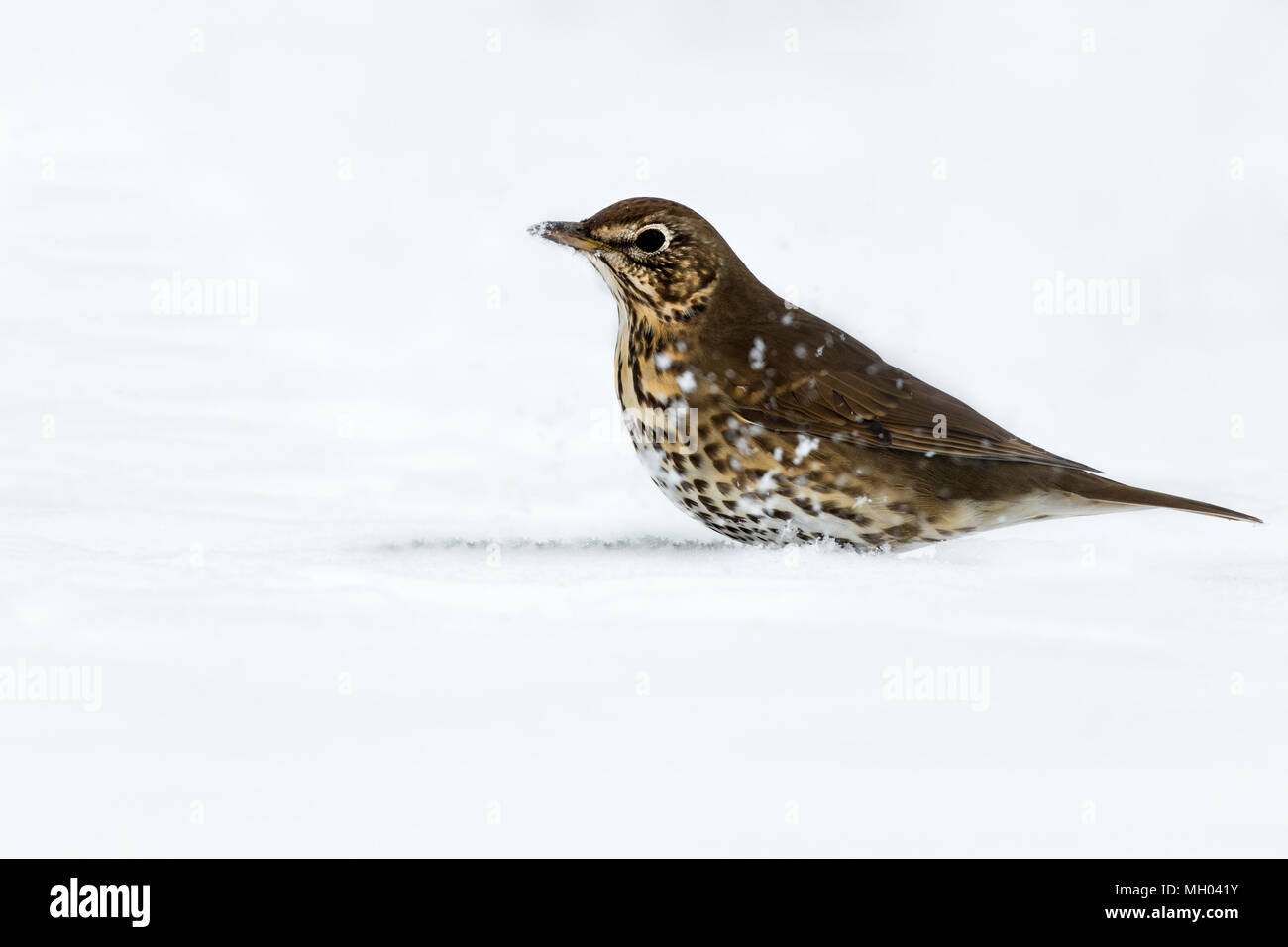 UK Wild Song Thrush in the Snow Stock Photo - Alamy