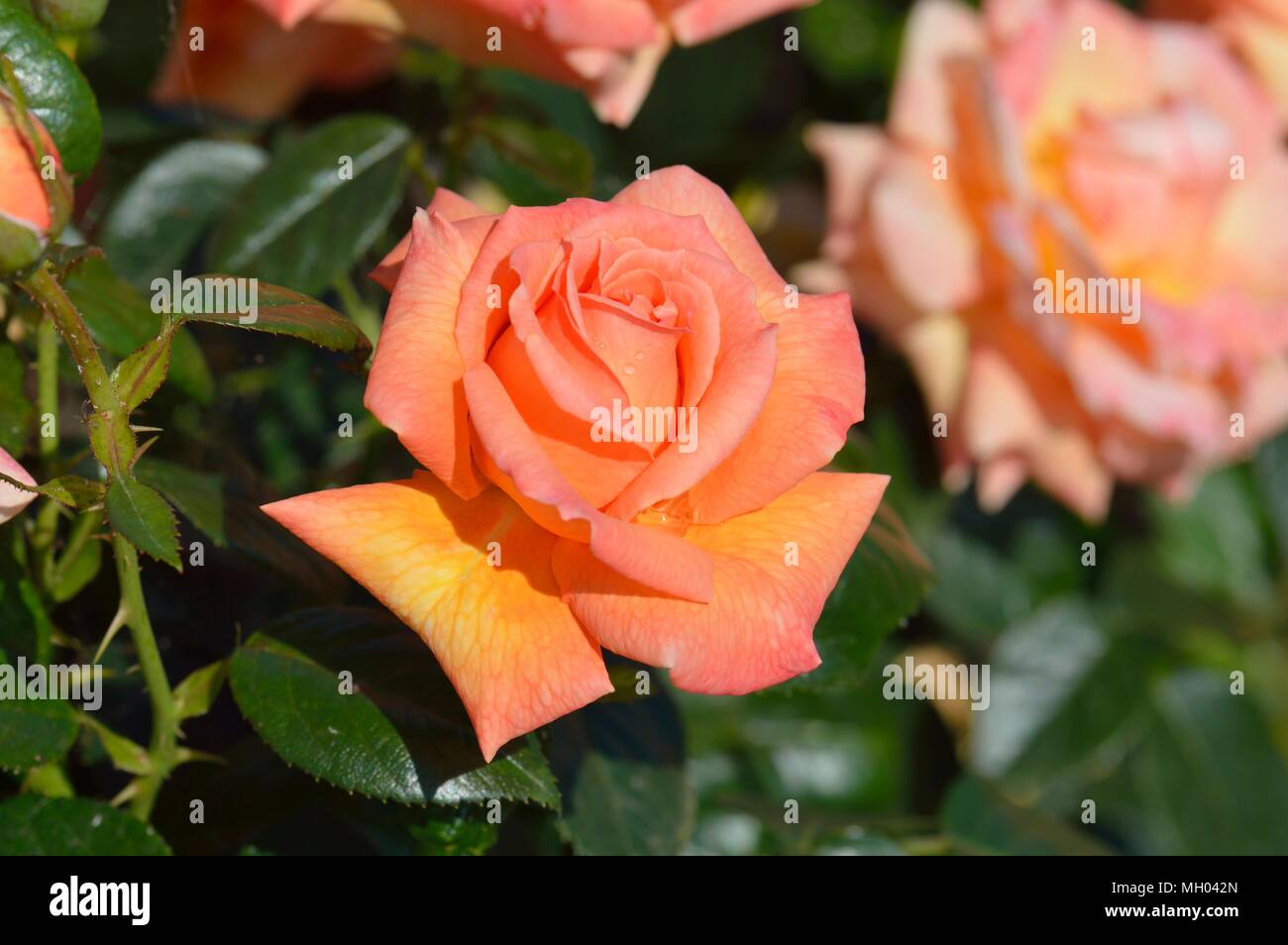 Lady marmalade rose hi-res stock photography and images - Alamy